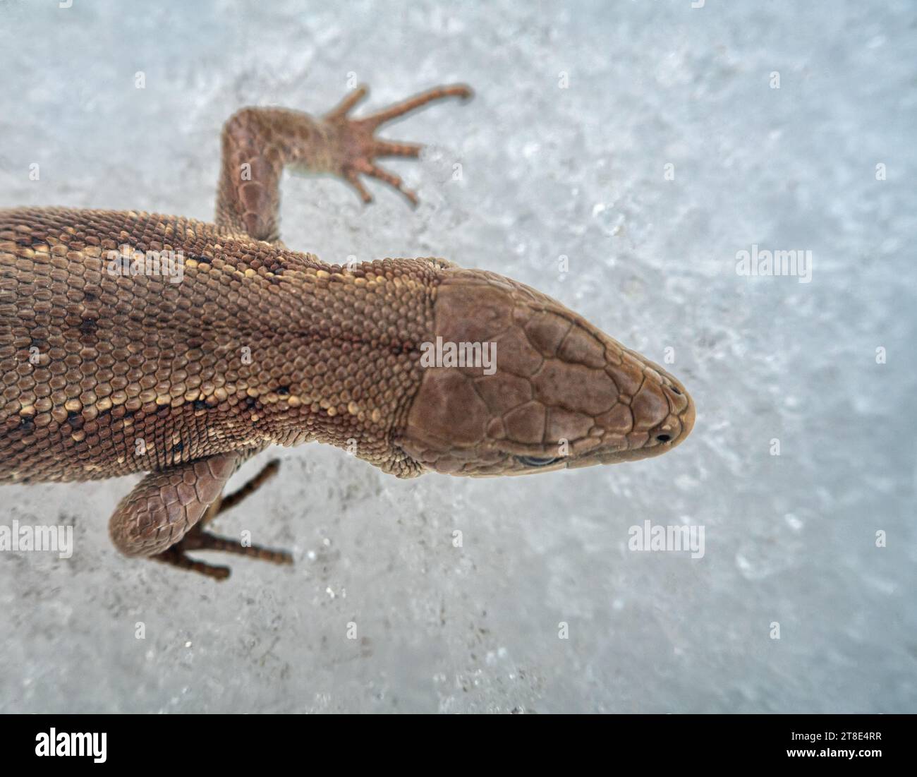 Common English lizard (Lacerta vivipara) macro portrait on spring snow ...