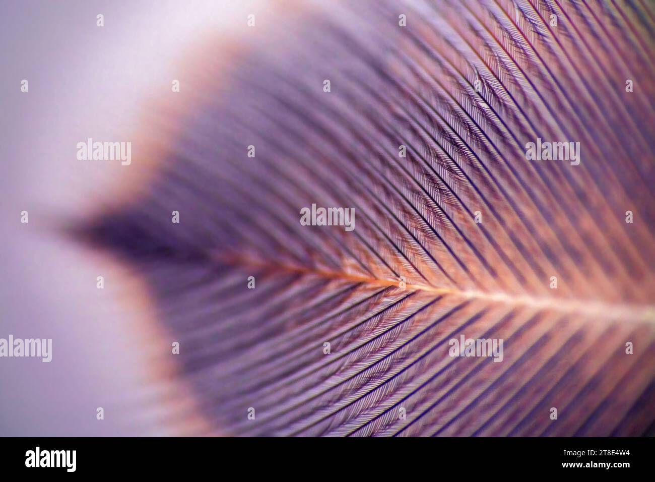 Duck tectrix, pinnula first and second order. Extreme close up Stock ...