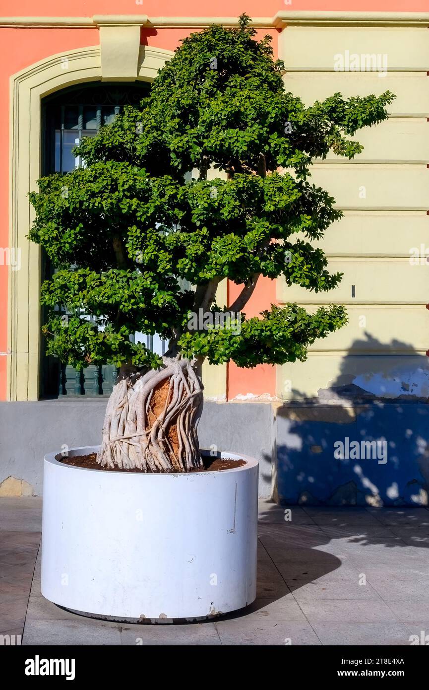 Potted bonsai plant decorating a city street by the City Hall building ...