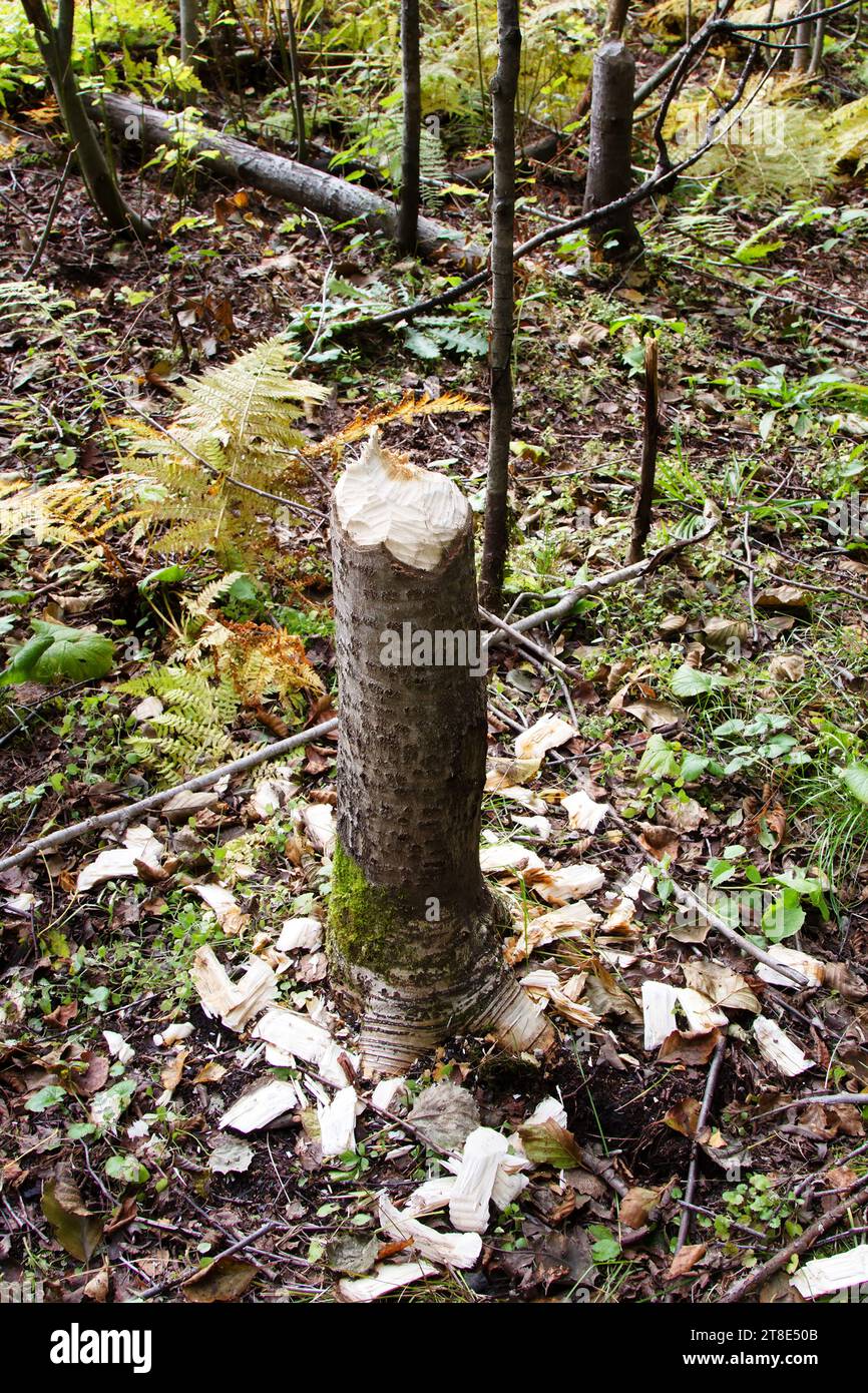 A stump of aspen piled by beavers. Such aspen old beaver fells in five ...