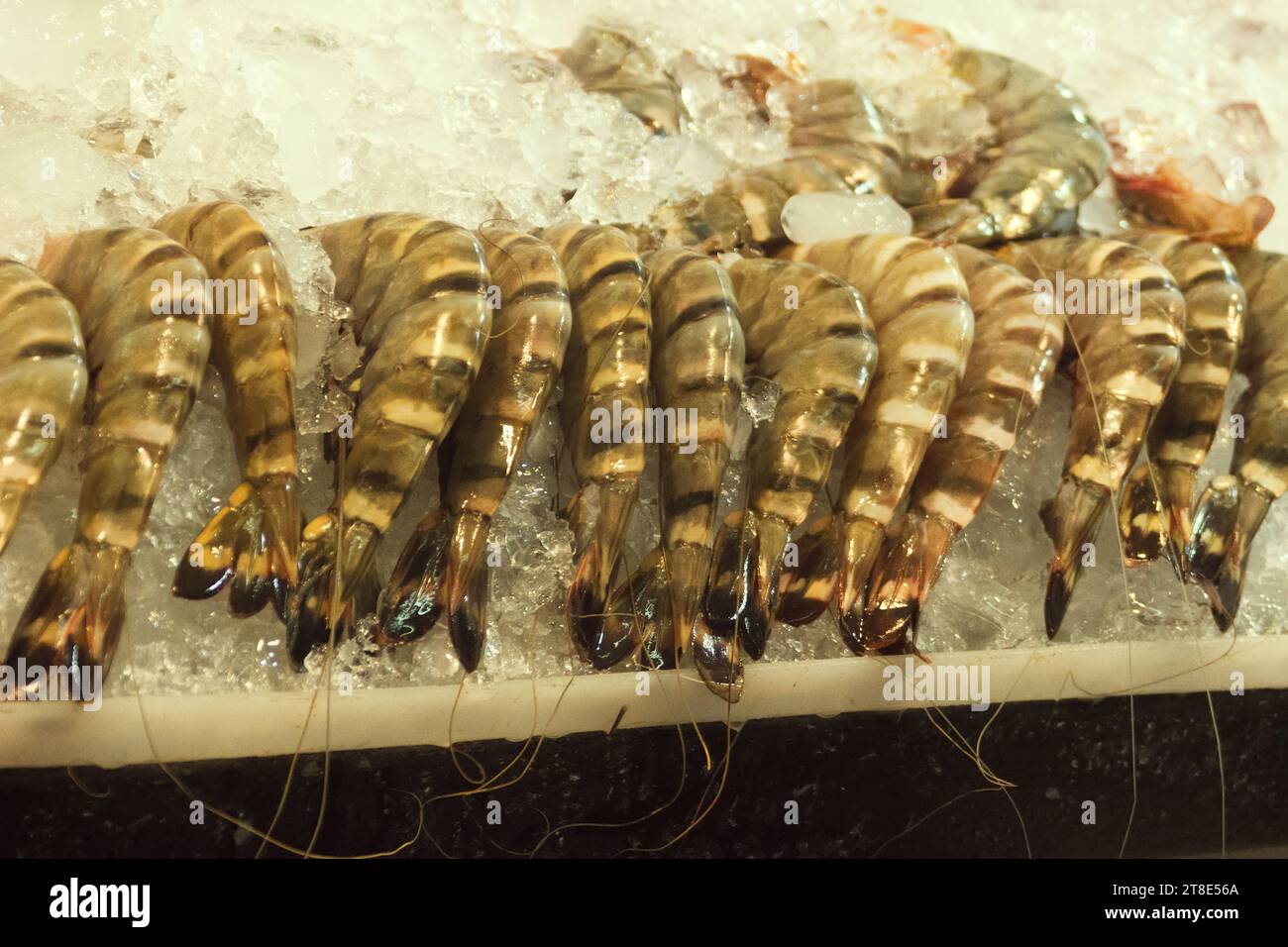 Gifts of the sea (tiger prawns). Various seafood in the markets of ...