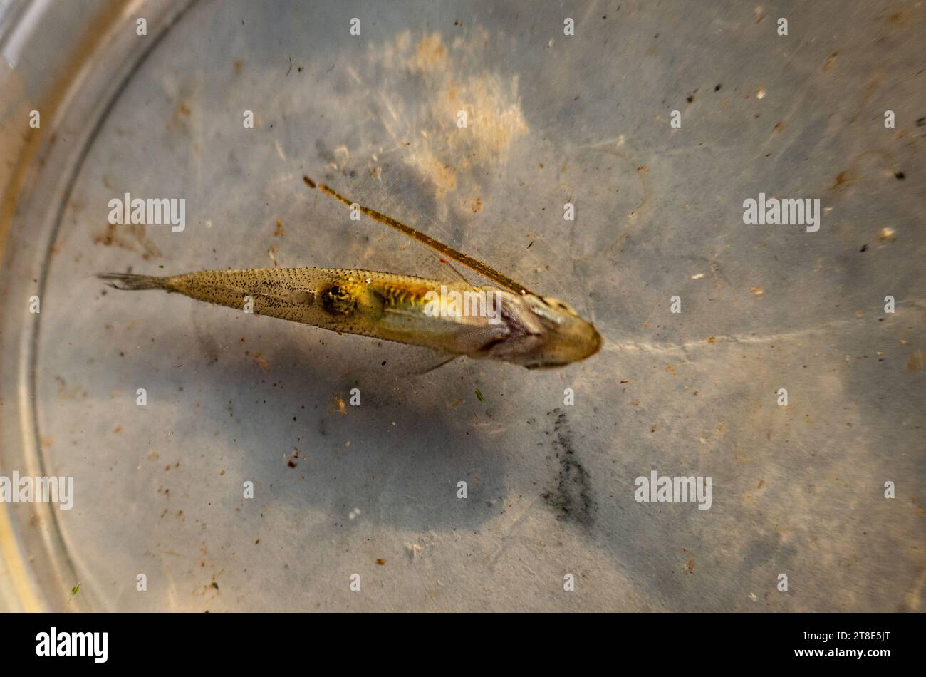 Scolecology. Fish leech (Piscicola geometra, Piscicolidae, Annelida ...
