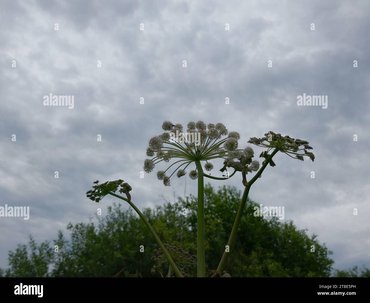 Angelica (Archangelica officinalis) inflorescence on a tall-grass wet ...