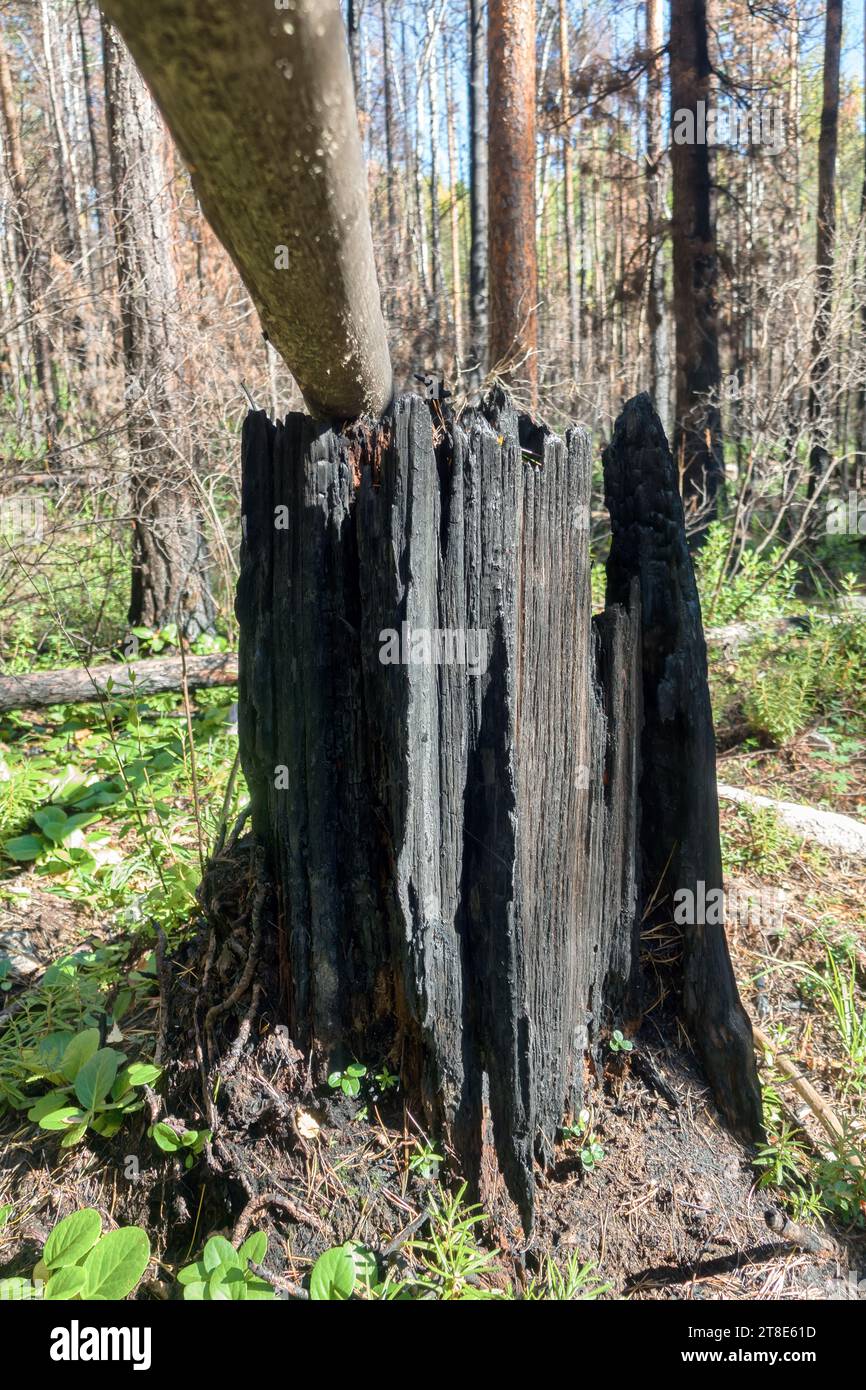 Fire-damaged forest boreal forests. Burnt boreal forests. Wildfire low ...