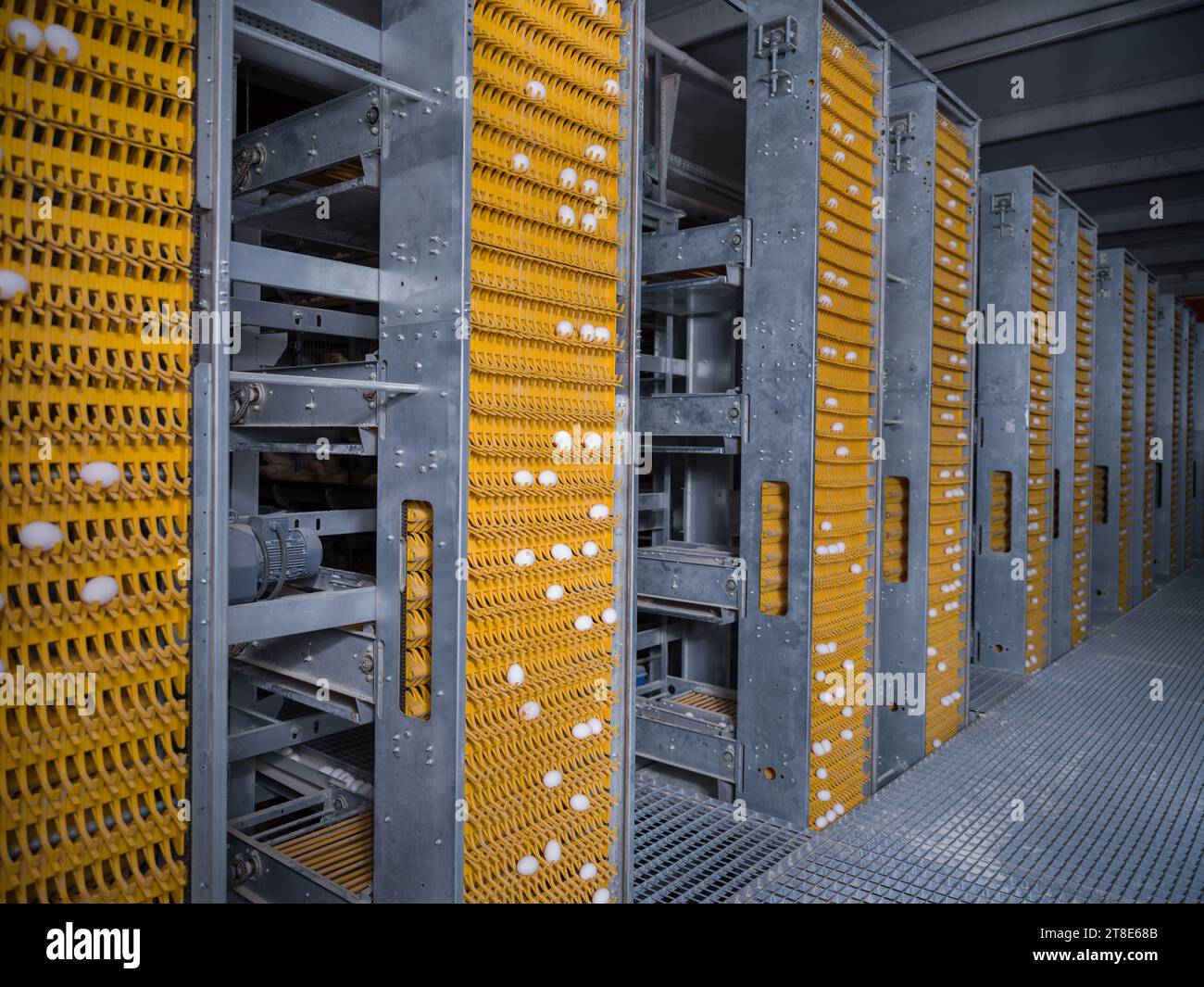 Fully automatic waterfall type egg collection system. Industrial egg ...