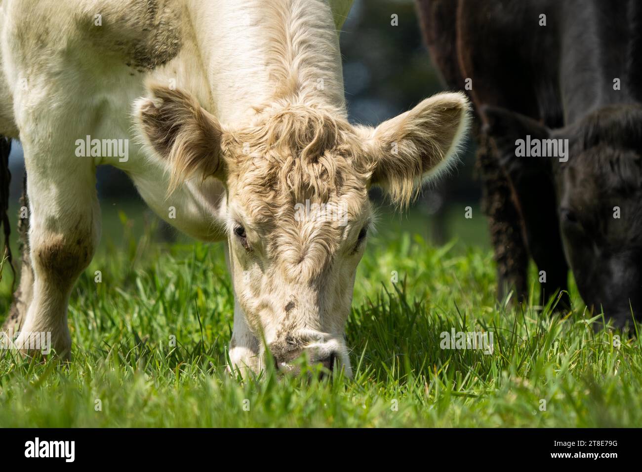 Stud Beef bulls, cows and calves grazing on grass in a field, in ...