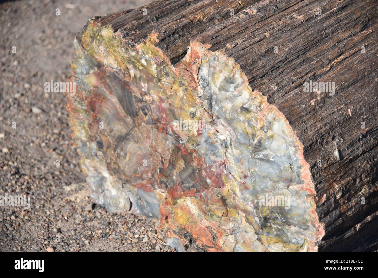 Petrified Forest National Park, AZ., USA. 10/17-18/2023. Crystal Forest ...