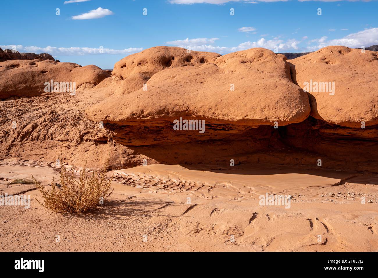 Desert landscape showing a flood and drought cycle in a desert wash ...