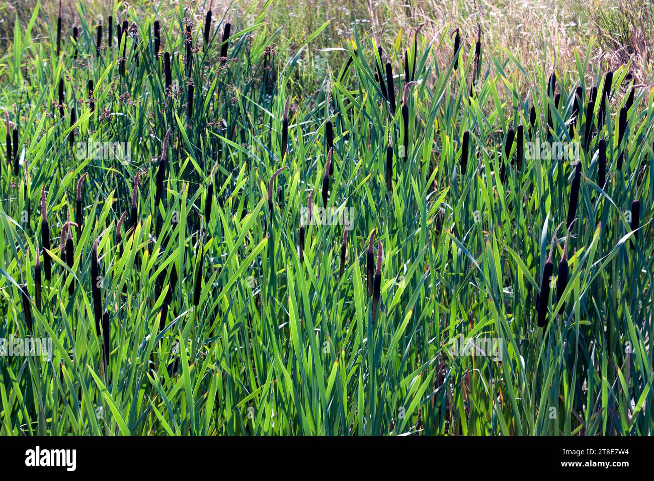 Bull Rushes growing in a Wetland area wildlife refuge, created near ...