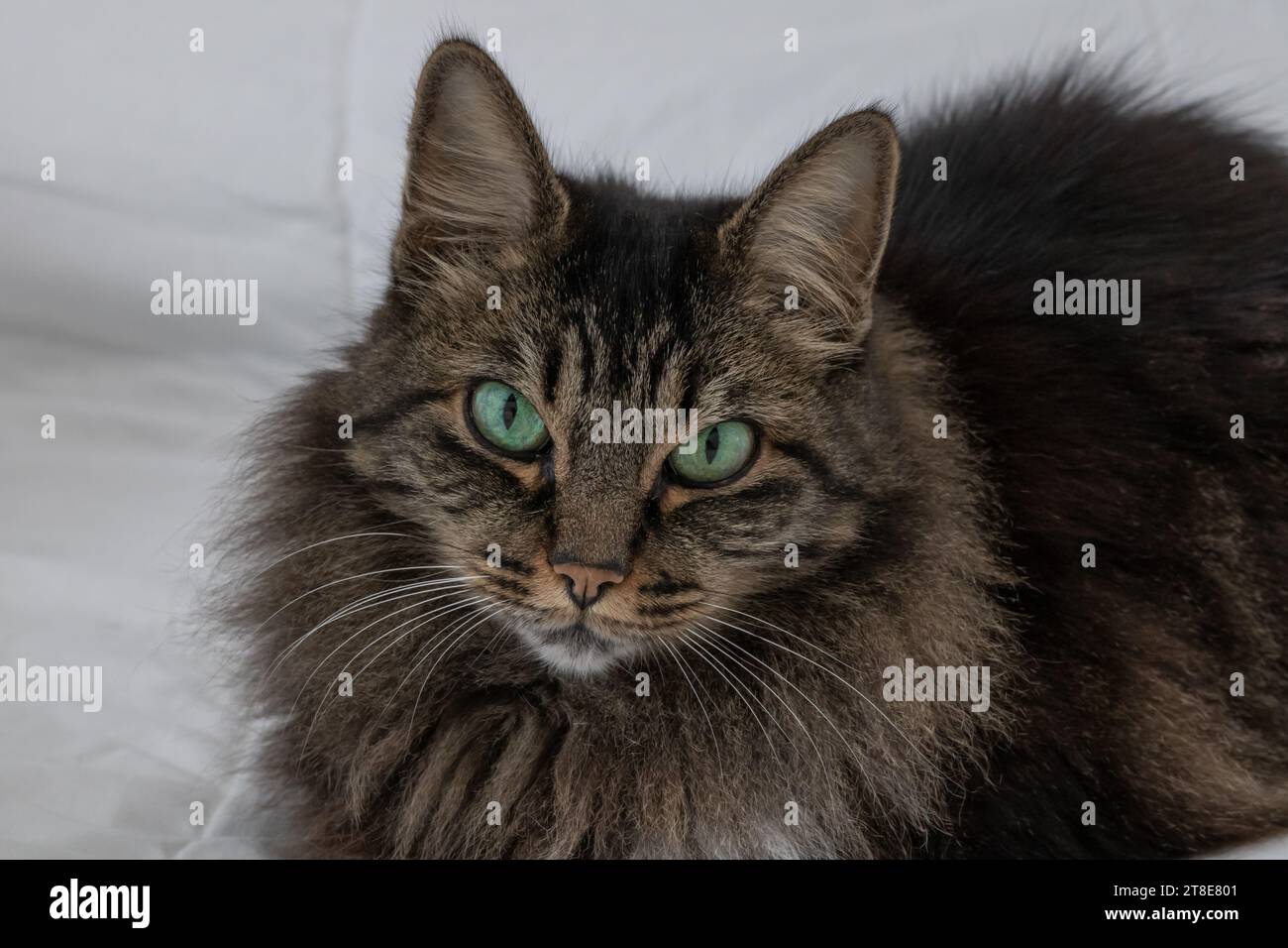 Foreground horizontal photo, cat, female, long dark hair, with green ...