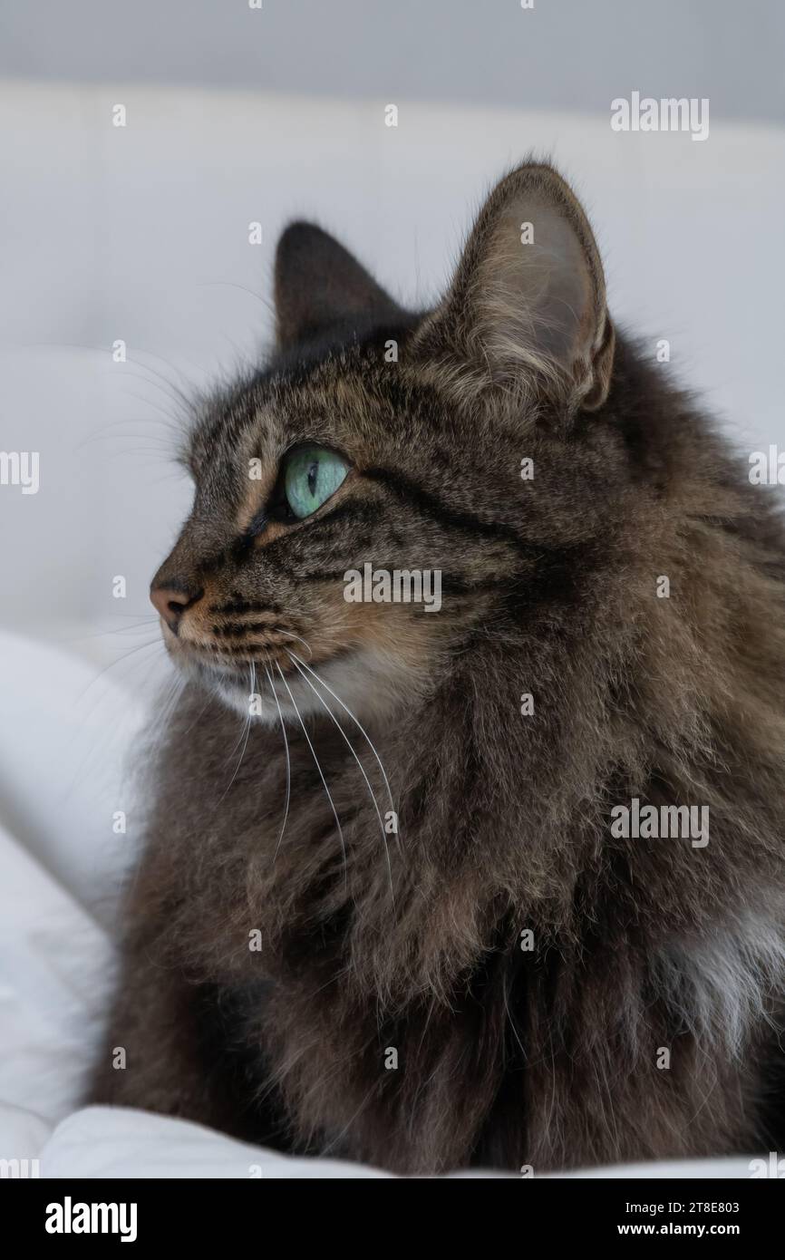 Foreground vertical photo, cat, female, long dark hair, with green eyes ...