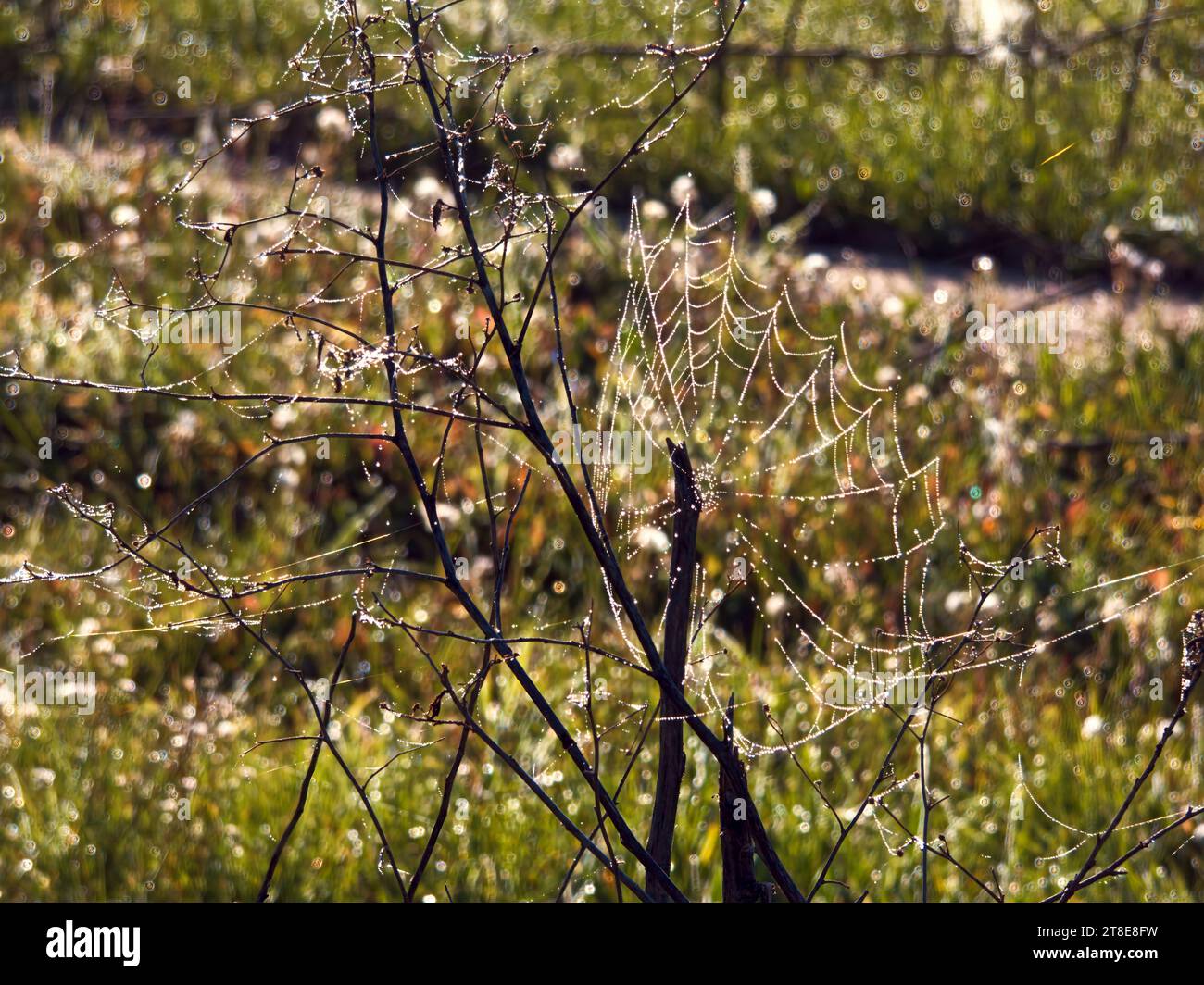 spider web, spider web, pattern, dew, macro, texture, nature, closeup ...