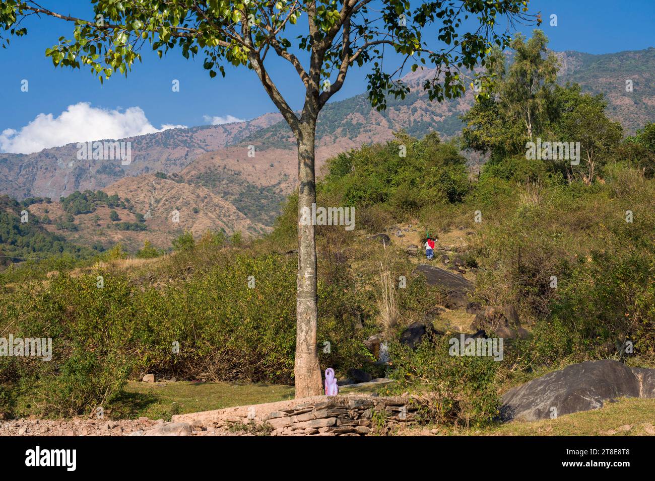 An idol of a Hindu deity is placed beneath a peepal tree as a woman ...