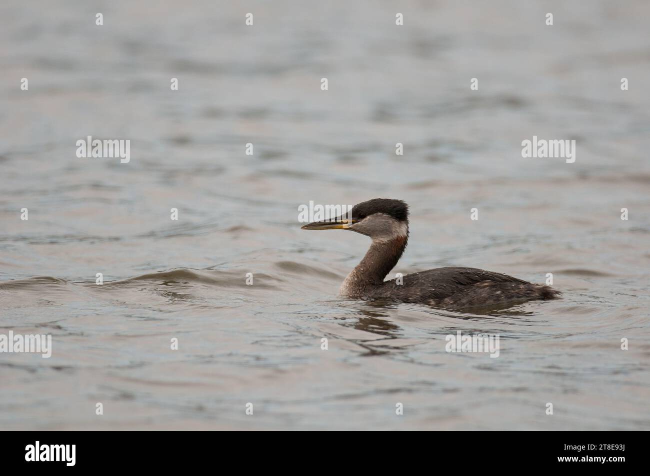 Ring-Necked Grebe makes migration stopover in New York Stock Photo - Alamy