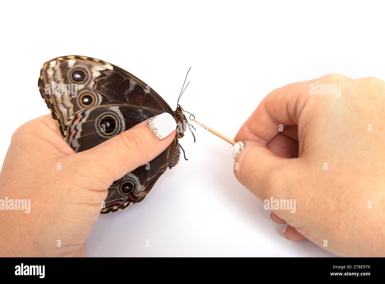 Butterfly shape with hands hi-res stock photography and images - Alamy