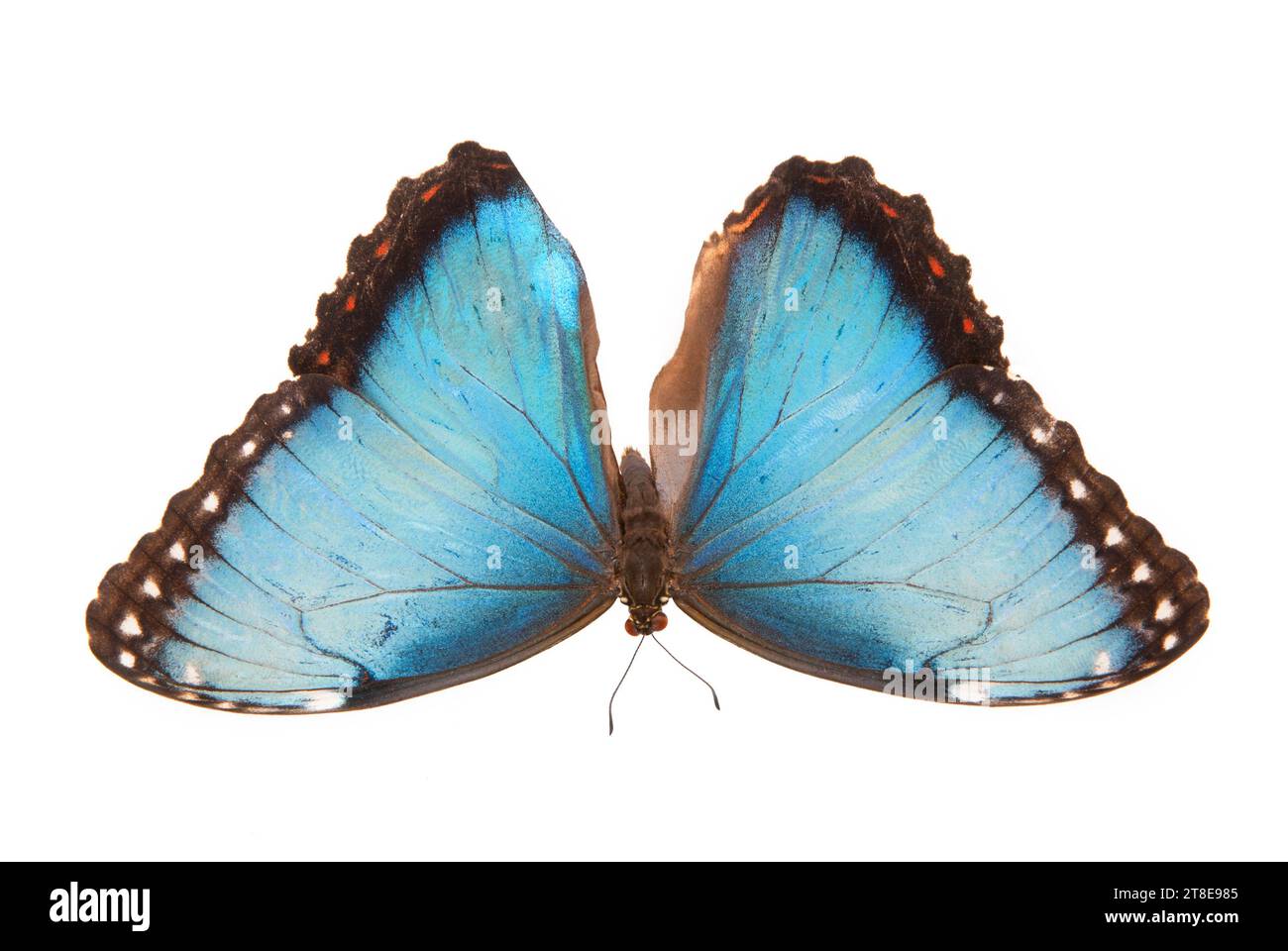 Blue butterfly. Natural butterfly on isolated white background Stock ...