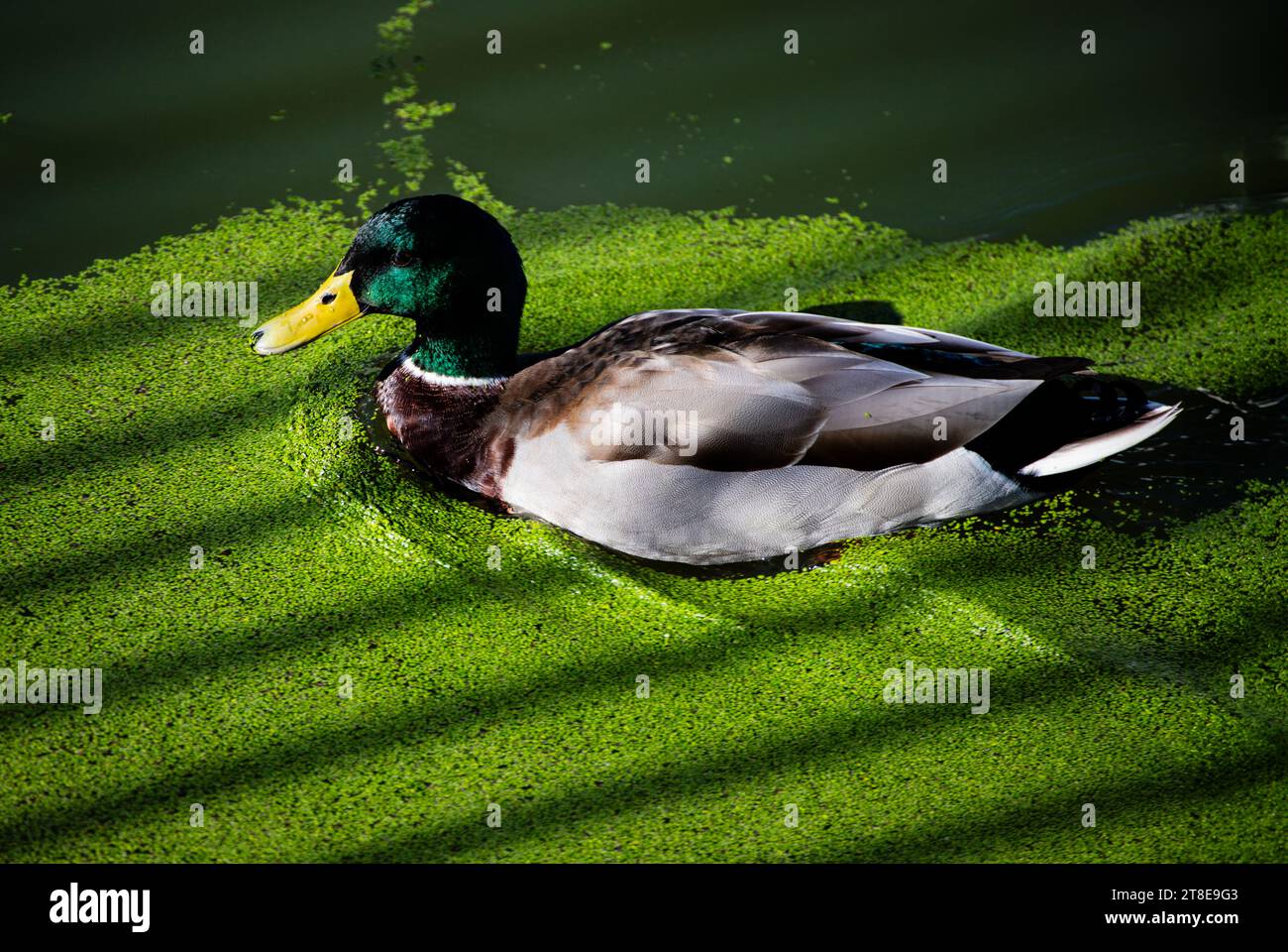 Mucilage on the beach hi-res stock photography and images - Alamy