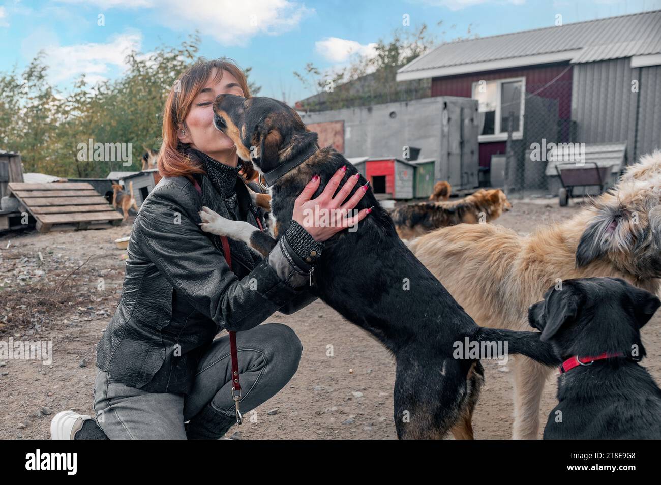 Dog at the shelter. Animal shelter volunteer takes care of dogs ...