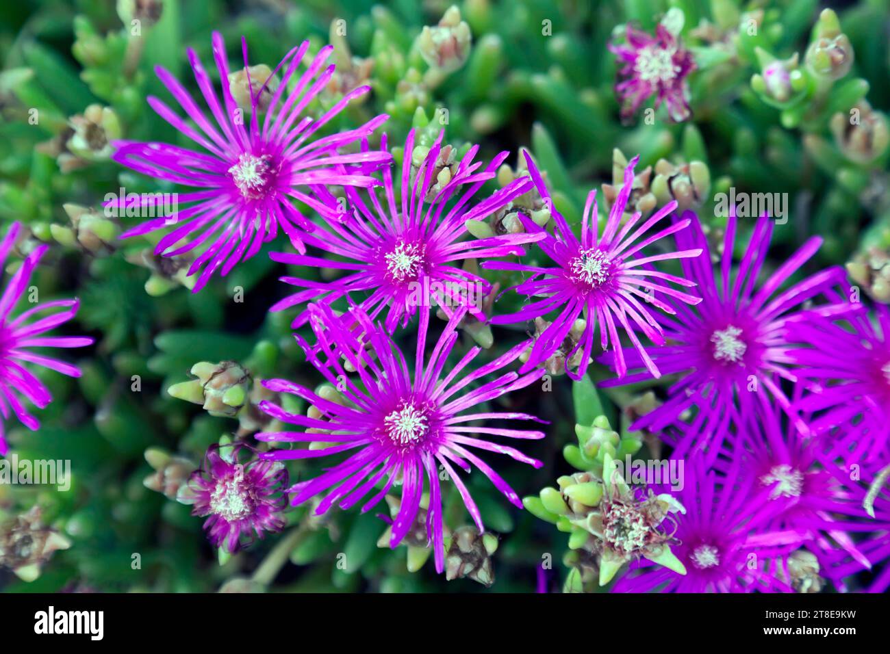 Close-up of Delosperma cooperi flowers growing in Sandown Castle ...