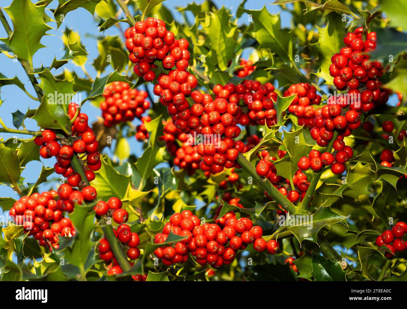 The Holly has been a symbol of winter and changing seasons since the ...