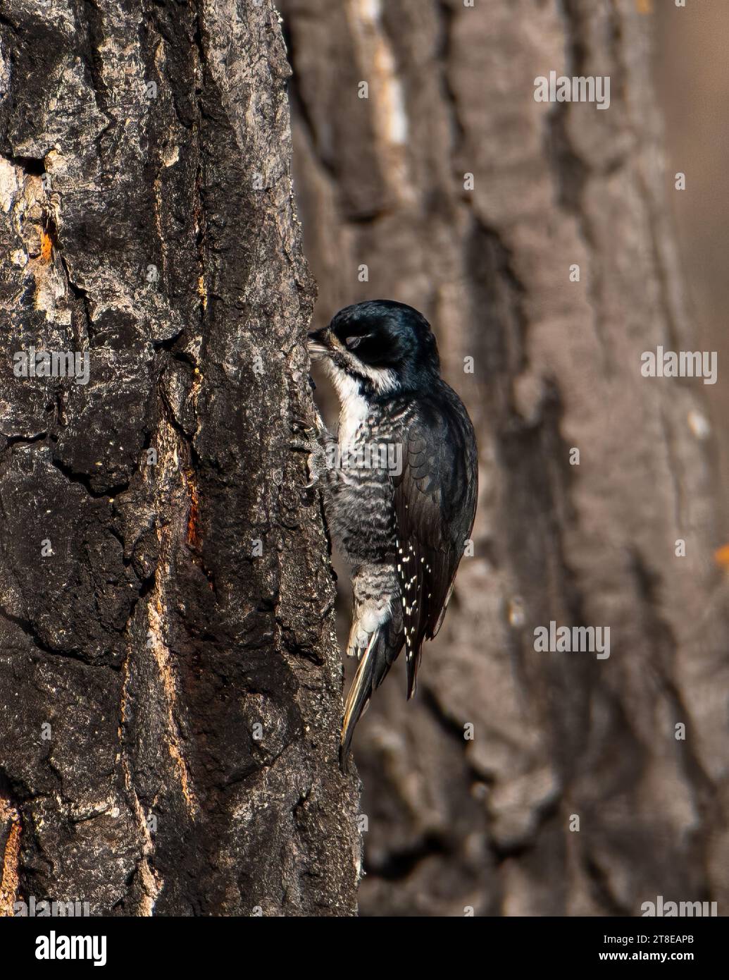 Black backed woodpecker canada hi-res stock photography and images - Alamy