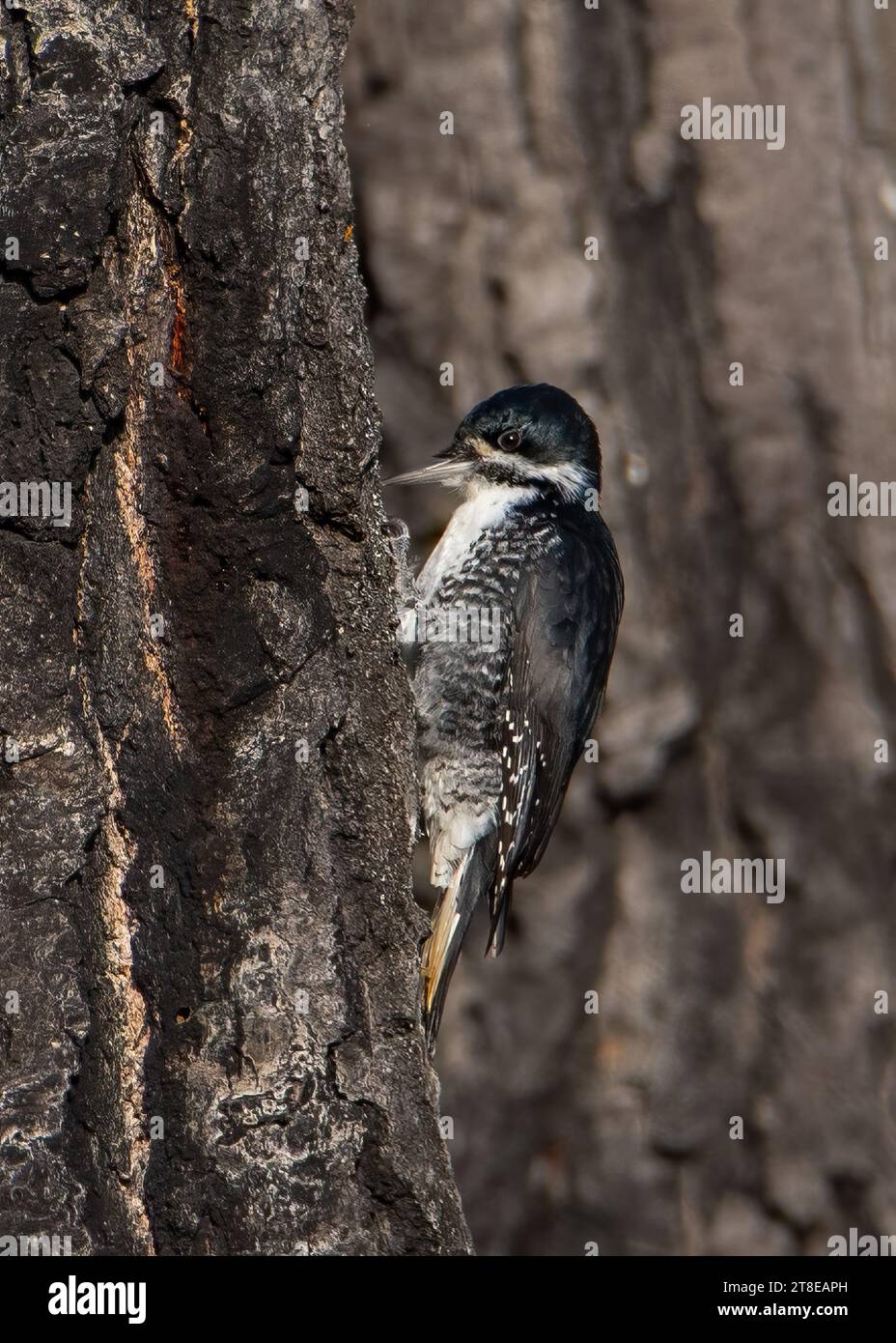 Black backed woodpecker canada hi-res stock photography and images - Alamy