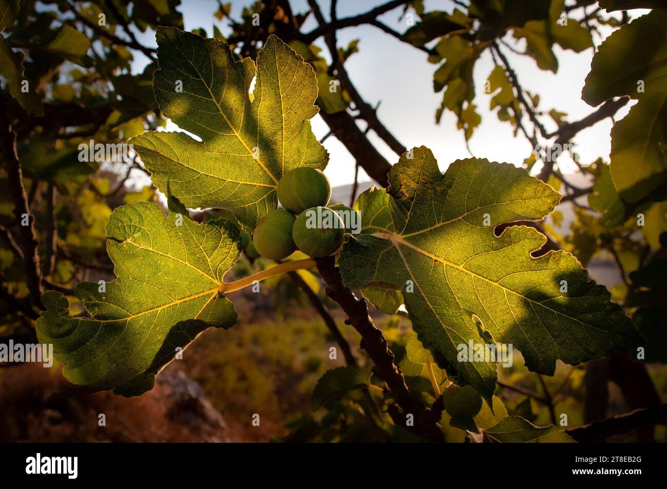 Maturing tree fruit hi-res stock photography and images - Alamy