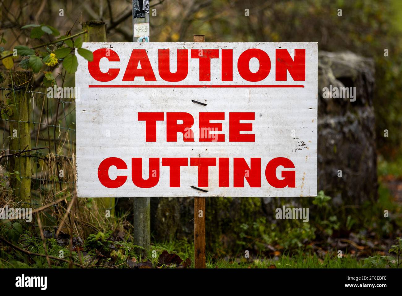A tree cutting sign at the Dark Hedges as workmen begin the operation ...