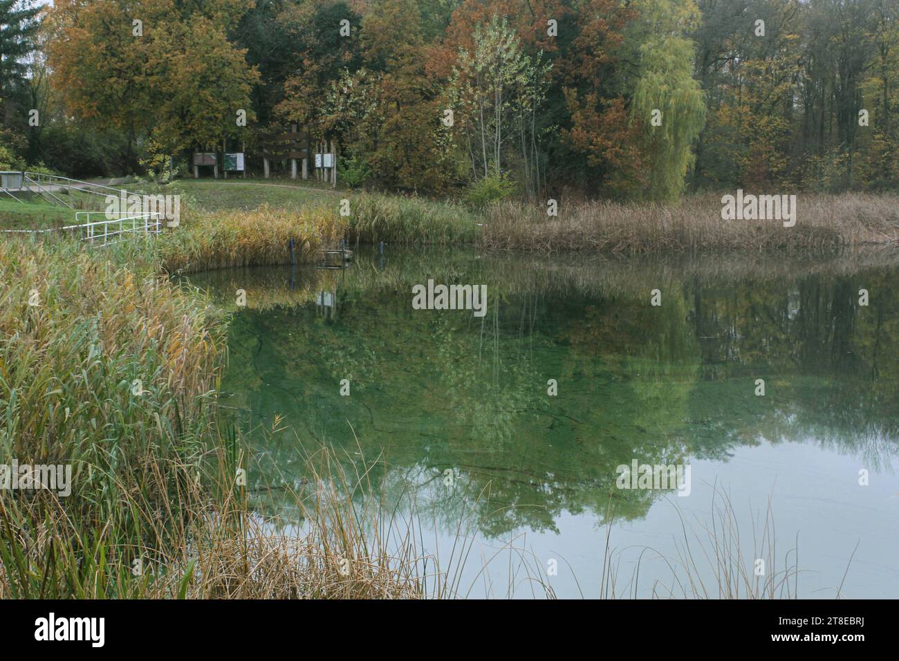 Algen symbol hi-res stock photography and images - Alamy