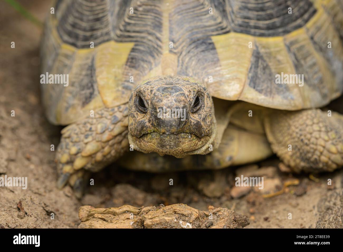Portrait of a tortoise (Testudo hermanni boettgeri) sitting on a piece ...