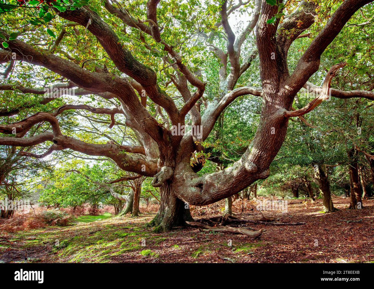 Old english oak tree hi-res stock photography and images - Alamy