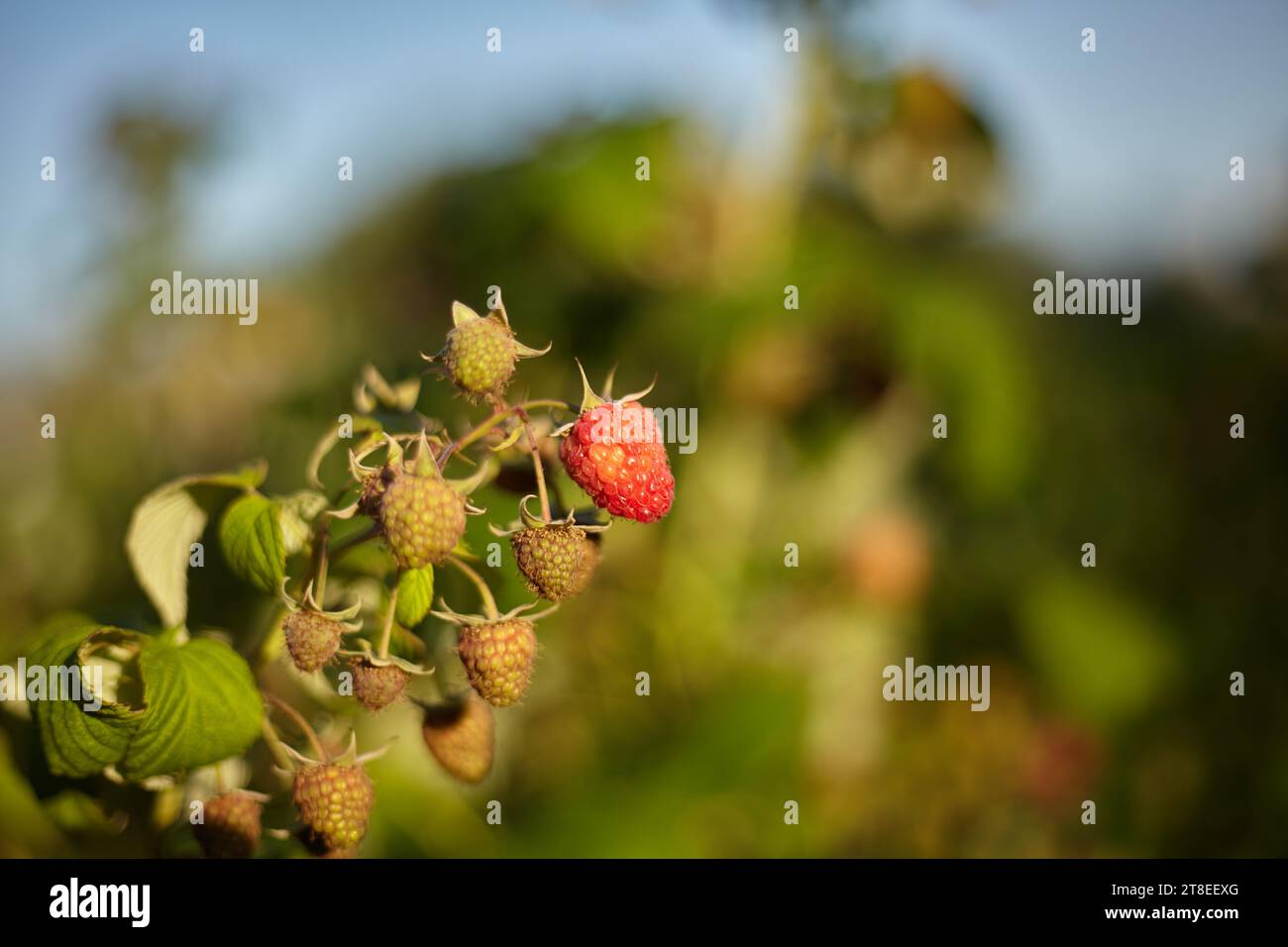 Raspberry fruit stage hi-res stock photography and images - Alamy