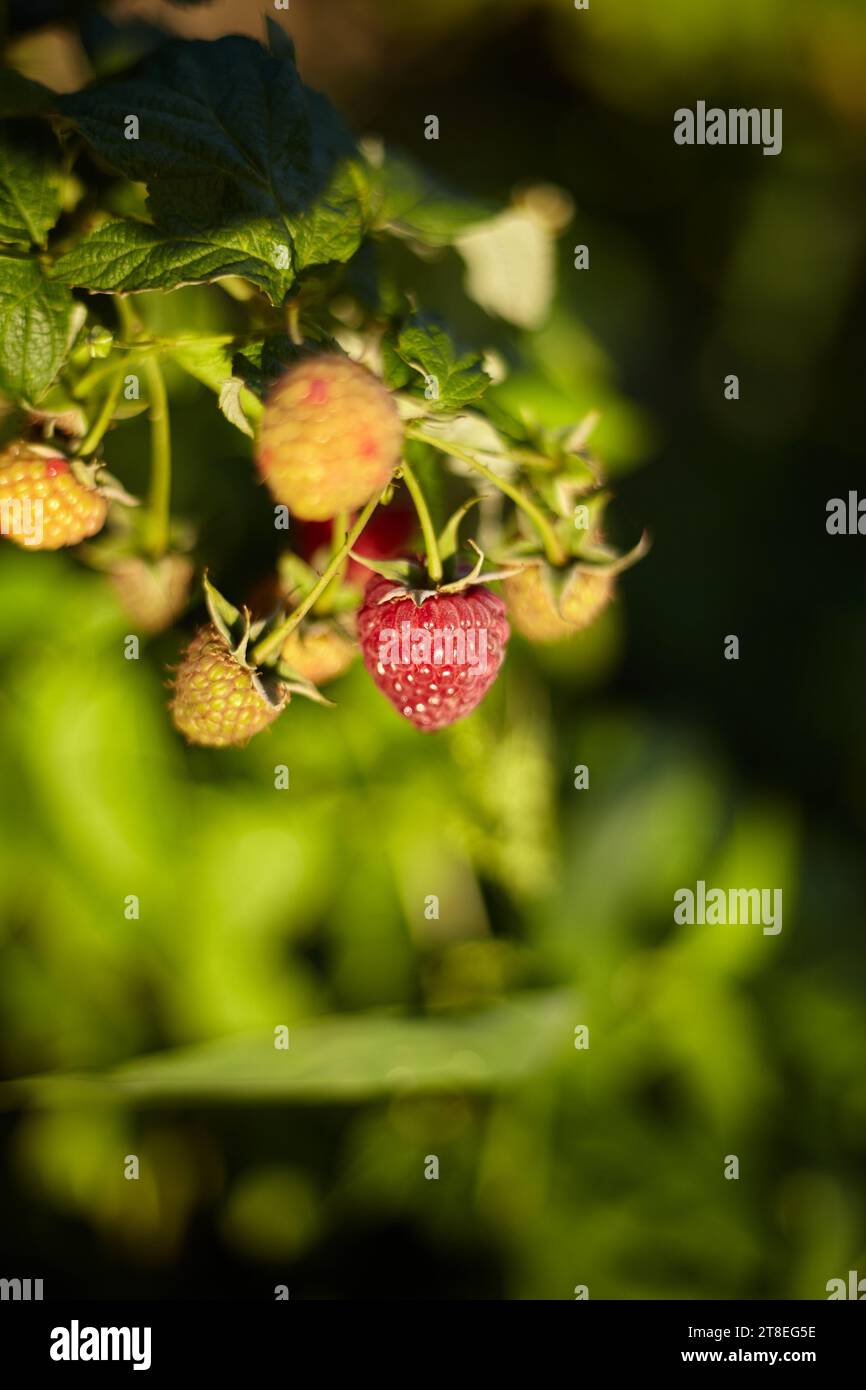 Raspberry fruit stage hi-res stock photography and images - Alamy