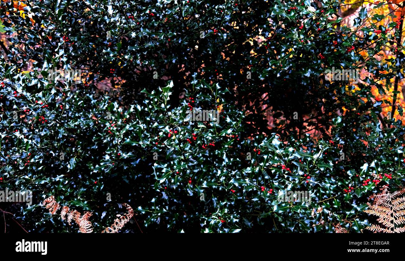 holly tree with red berrys in west blean snd thornden woods,west blean ...