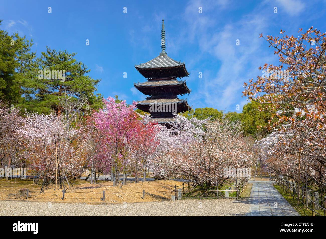 Kyoto, Japan - March 31 2023: Ninnaji is one of Kyoto's great temples ...