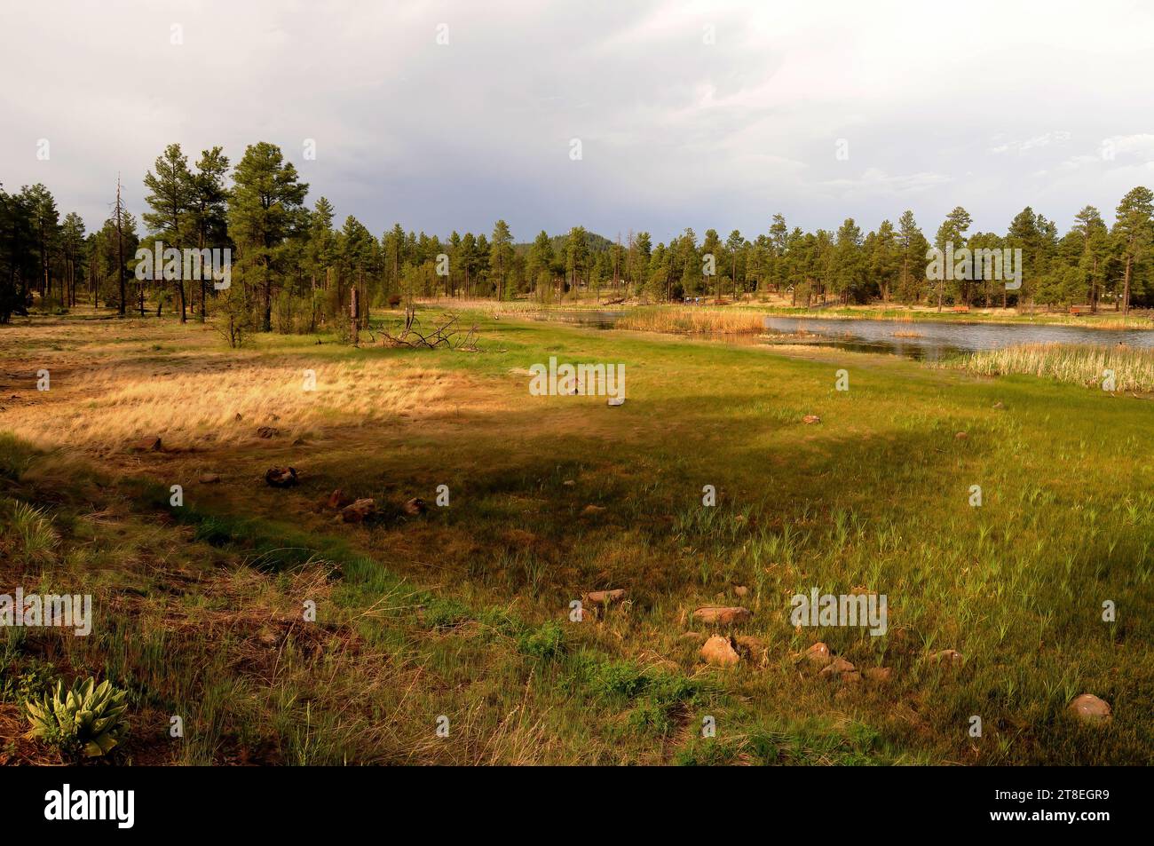 Overcast day at Lake of the Woods in White mountains of Arizona Stock ...