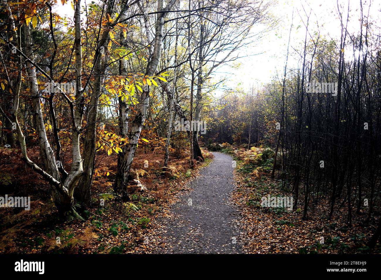 west blean & thornden woods nature reserve,kent,uk Stock Photo - Alamy