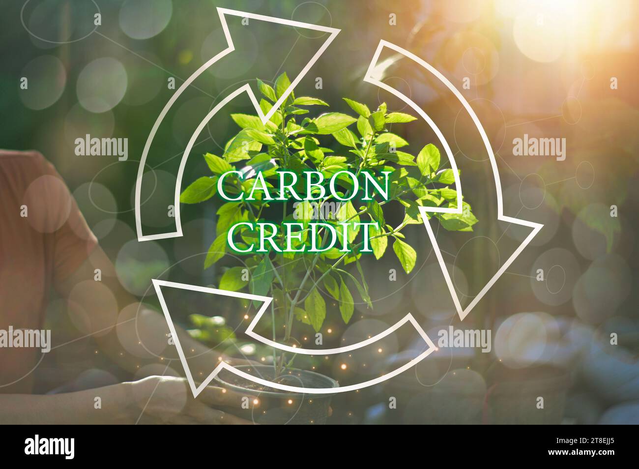 Carbon credits mean rights resulting from reducing the amount of carbon ...