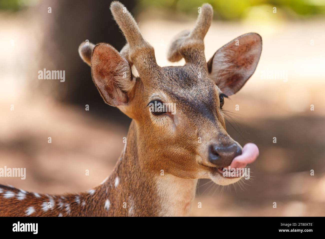 Cute little deer baby in the forest Stock Photo - Alamy