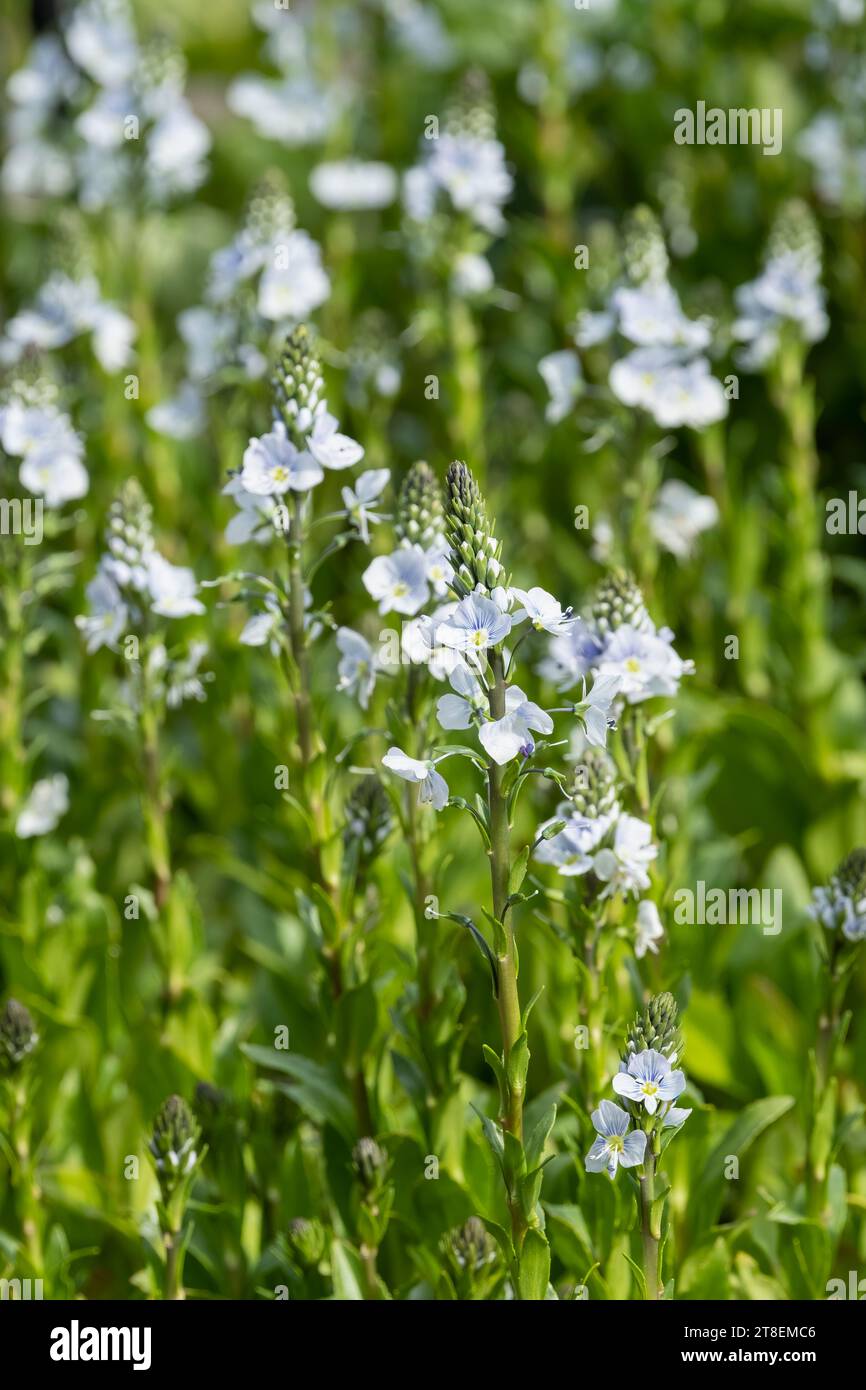 Veronica gentianoides, gentian speedwell, tall spikes of pale blue to white flowers in May Stock ...