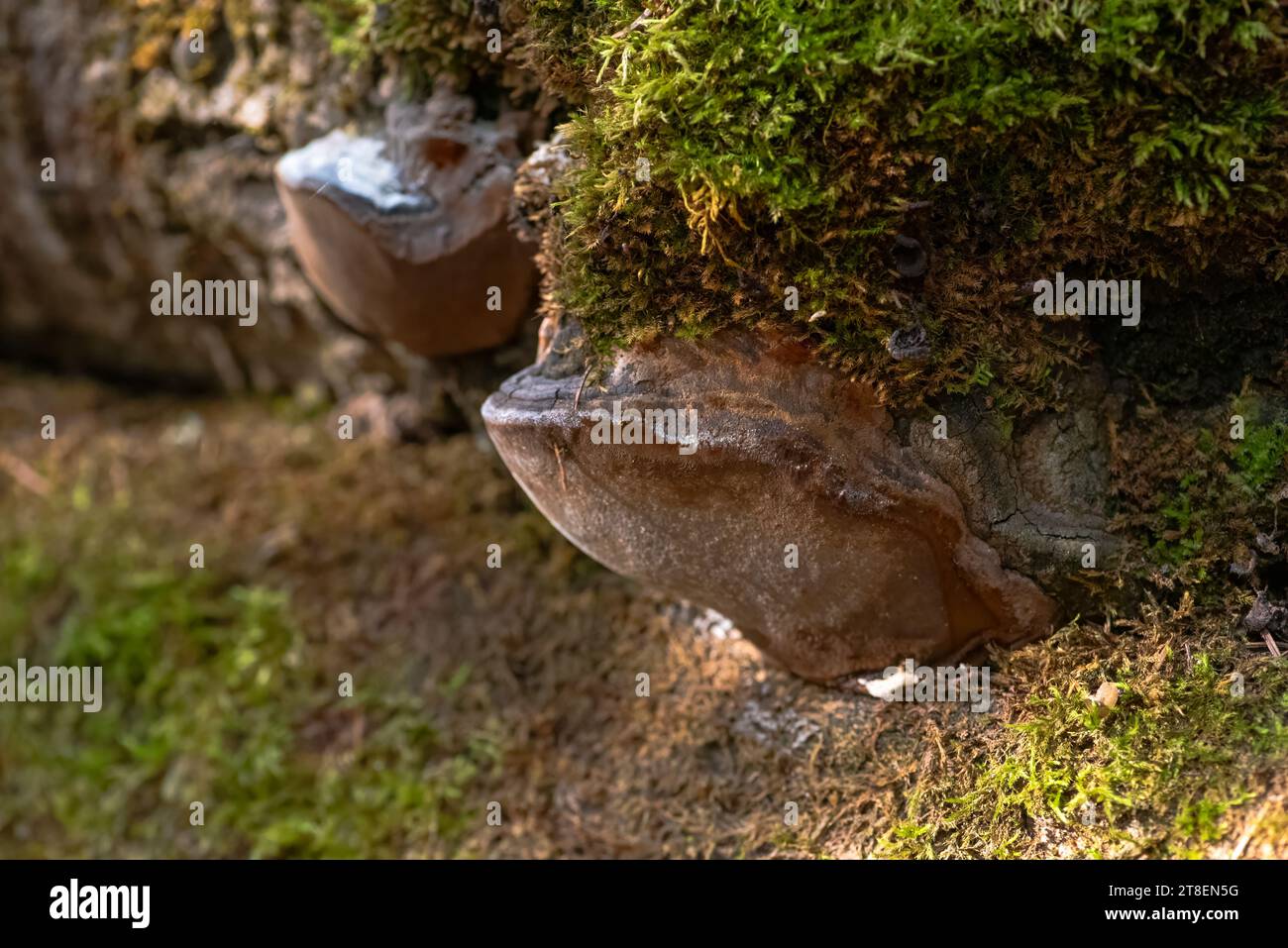 Fungi in the forest in Prince Albert National Park Stock Photo - Alamy