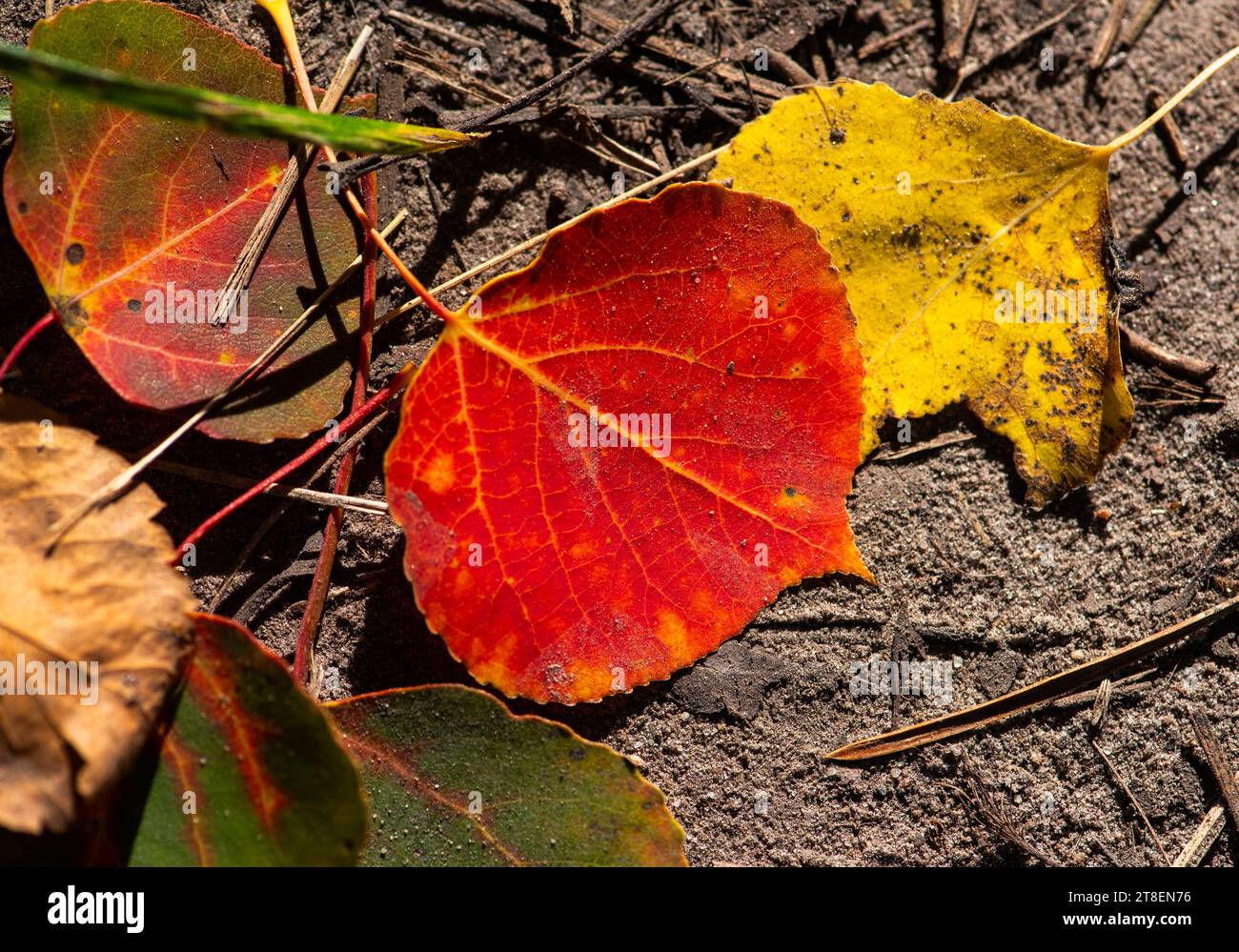 Autumn leaves on the ground Stock Photo - Alamy