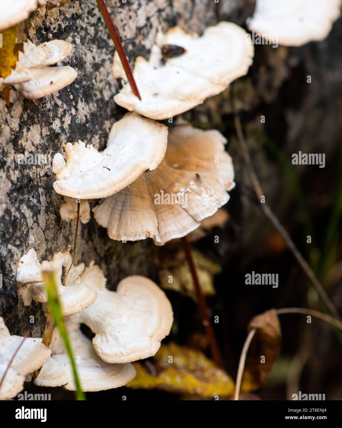 Fungi in the forest in Prince Albert National Park Stock Photo - Alamy