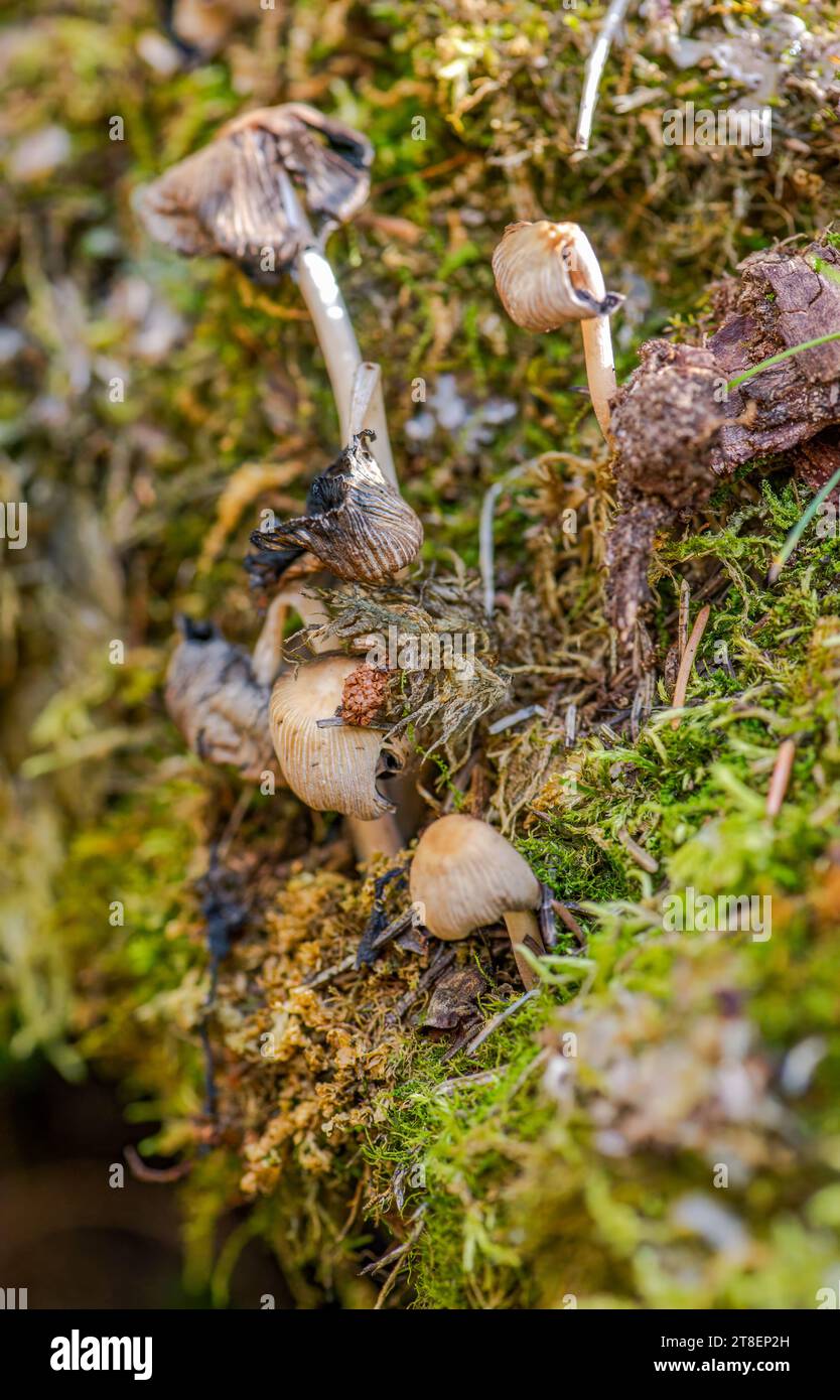 Fungi in the forest in Prince Albert National Park Stock Photo - Alamy
