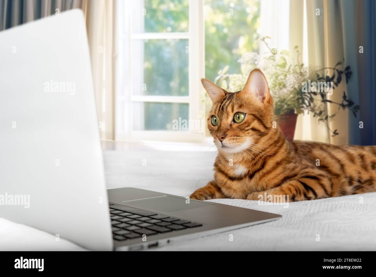Domestic cat looking at laptop screen in room Stock Photo - Alamy
