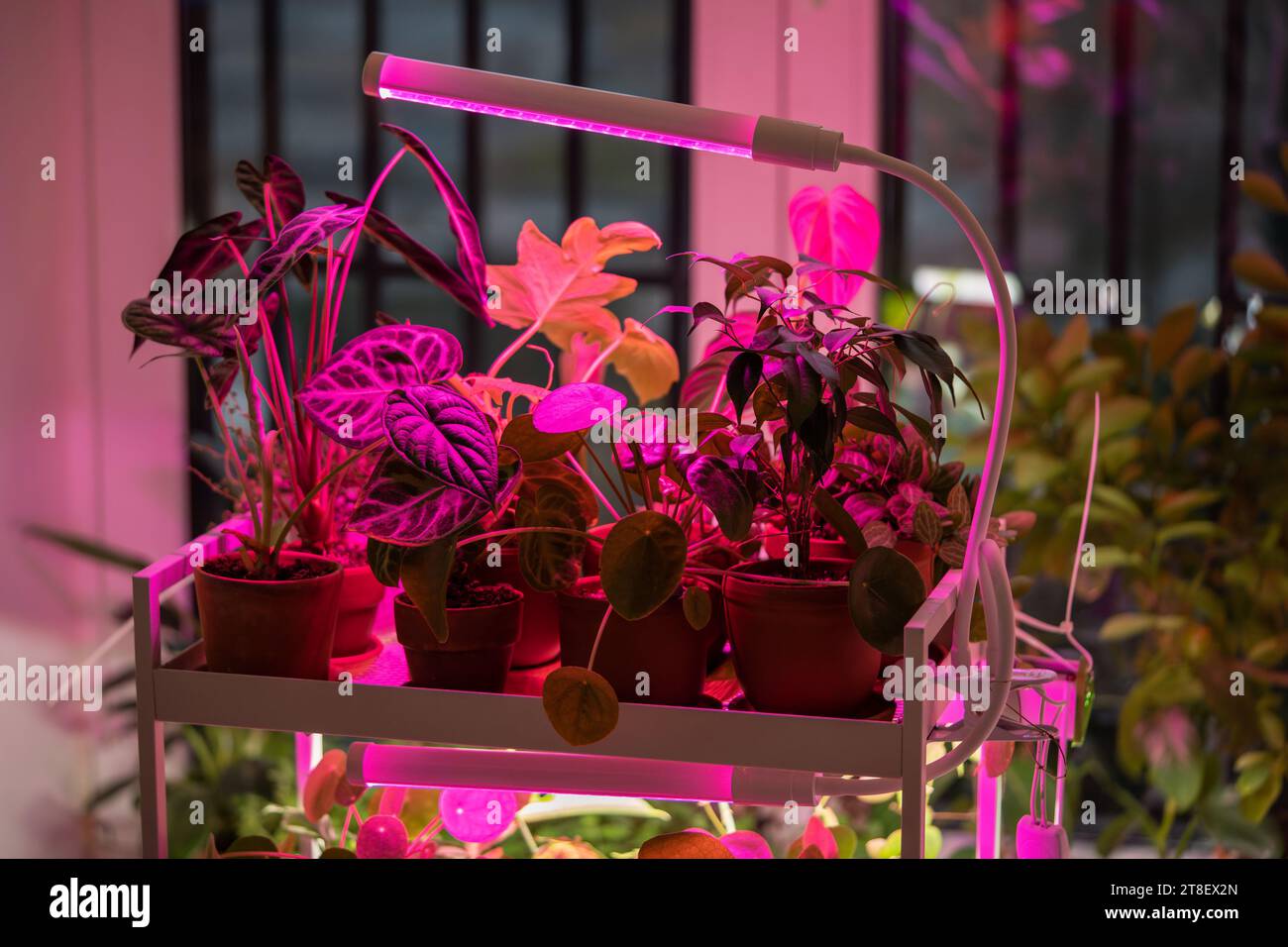 Phytolamp illuminates plant at home. LED lamp for supplementary ...