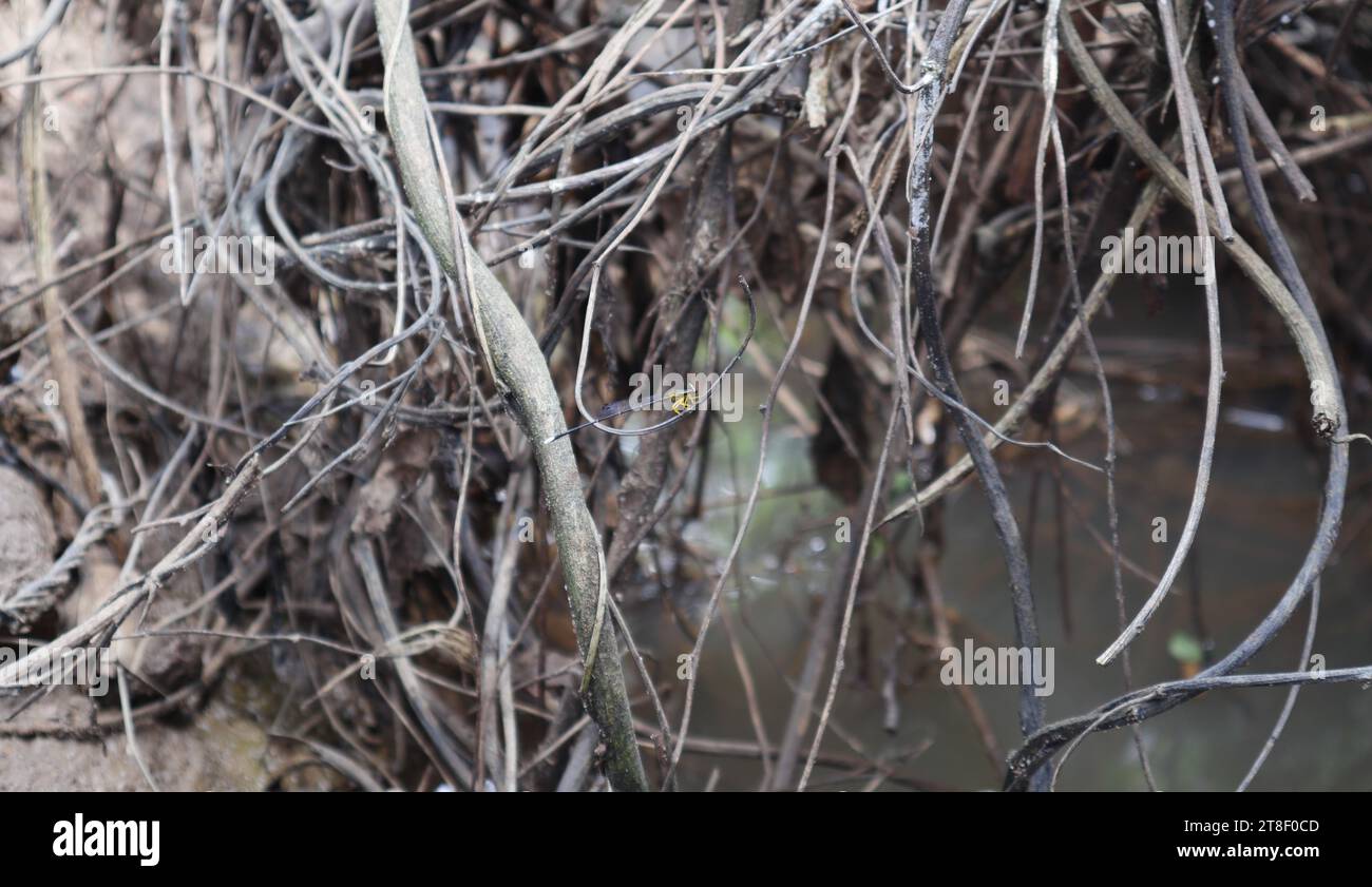 Soft focus view of a Blue Bush Dart Damselfly (Copera Vittata) just ...