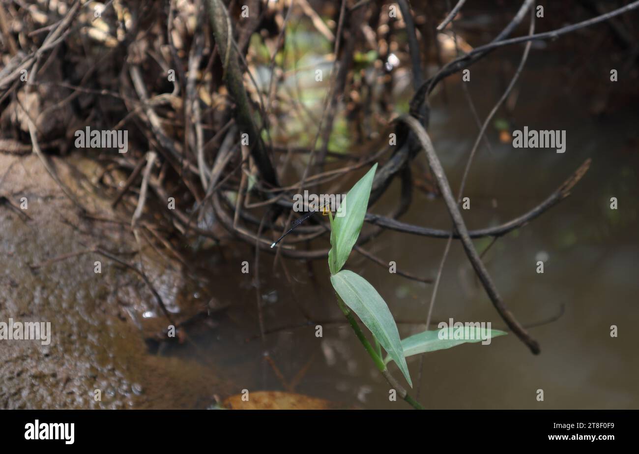 Blue bush dart damselfly hi-res stock photography and images - Alamy
