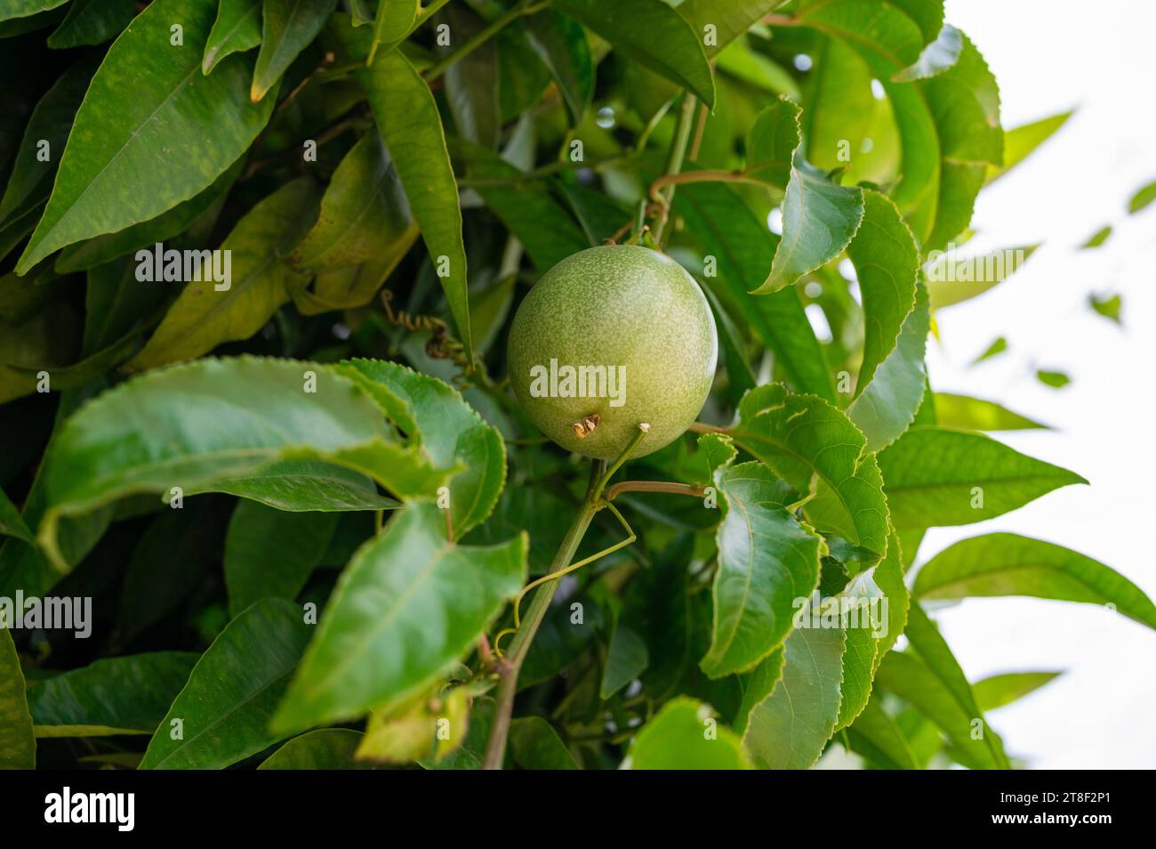 Passion fruit maracuja growing on the tree in the garden, beauty summer ...