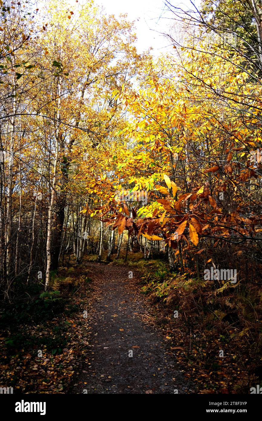 west blean & thornden woods nature reserve,kent,uk Stock Photo - Alamy